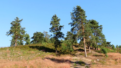Frensham Common and Great Pond, Surrey – Christopher Somerville
