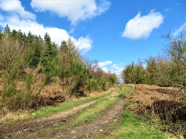 Beaudesert Old Park and Cannock Chase, Staffs – Christopher Somerville